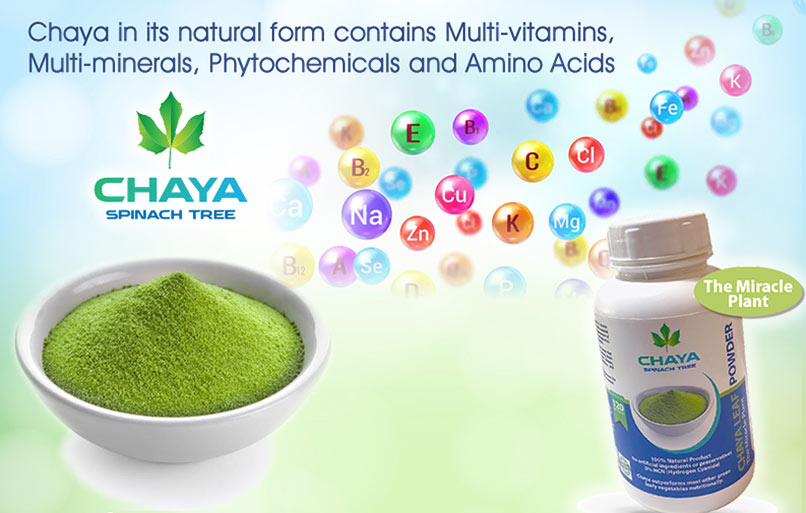 Chaya – Nutrient Powerhouse | Health By Herbs